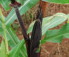 Calico Corn (Zea mays) – TOD Farms