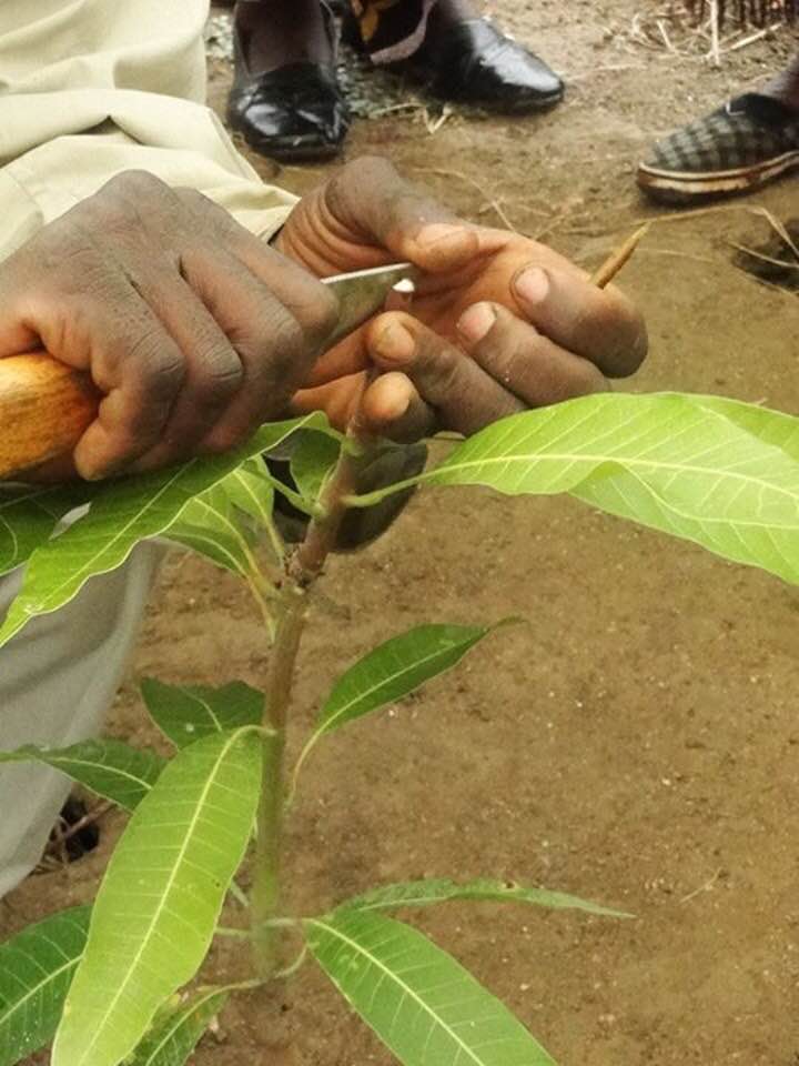 FRUIT TREE GRAFTING – TOD Farms